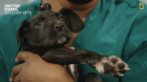 BLEEDING PAWS | WHY ARE MY DOGS' PAWS BLEEDING?