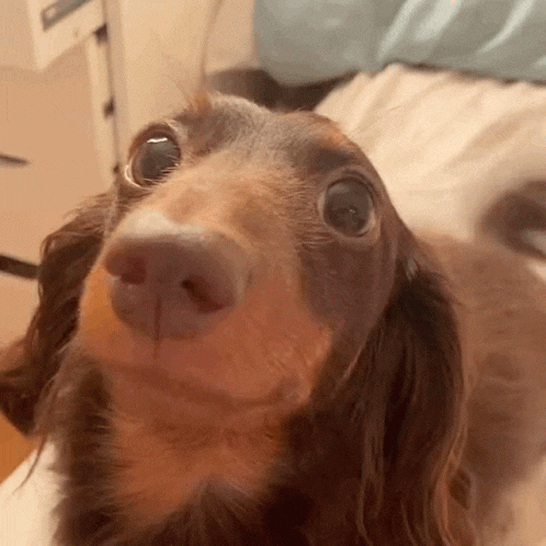 A Guide to Understanding Your Dog's Body Language