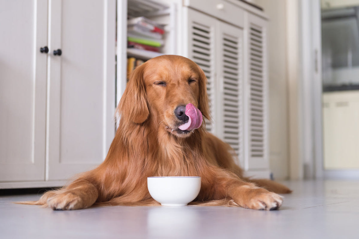 Risks Of Overfeeding Your Dog | Pet Food Australia